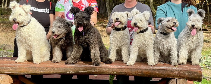 Emese Álma Pumi Kennel